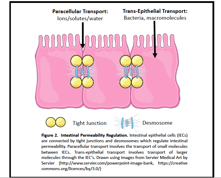 Gastrointestinal System - Intestinal Permeability Background
